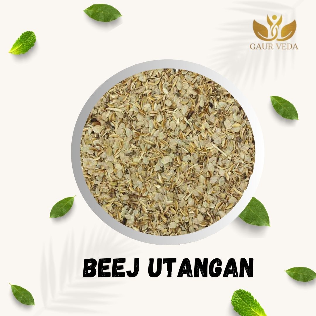 Gaurveda Utangan Beej - Beej Utangan - Blepharis Edulis Pers - Natural ...